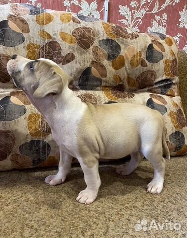 Хорошенькие щенки стаффоширдского терьера