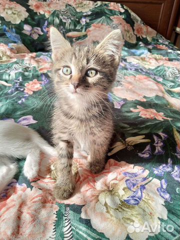 Отдам котят в добрые ручки