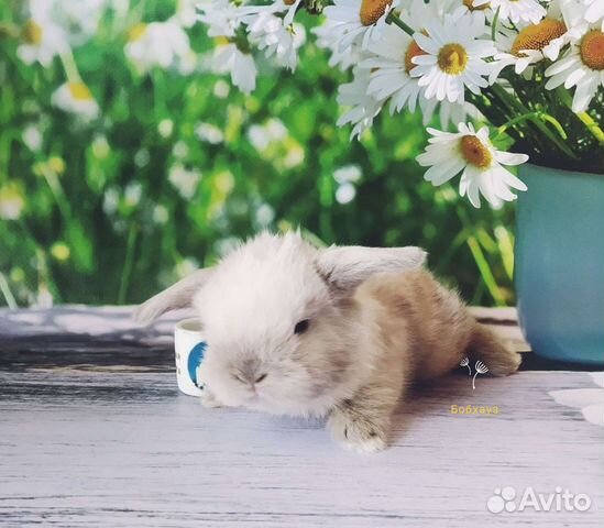 Этотмедвежонок заберет ваше сердце навсегда