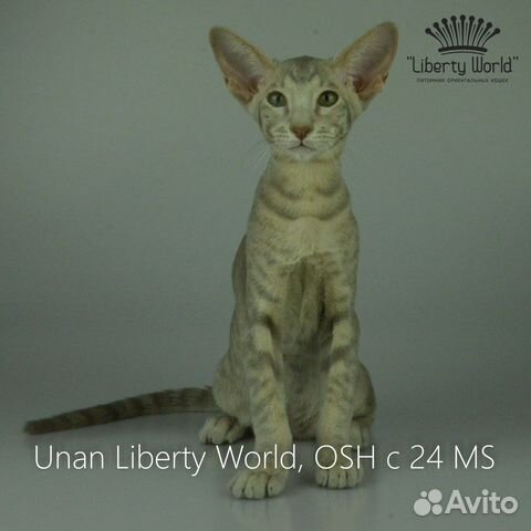 Unan Liberty World, OSH c 24 MS