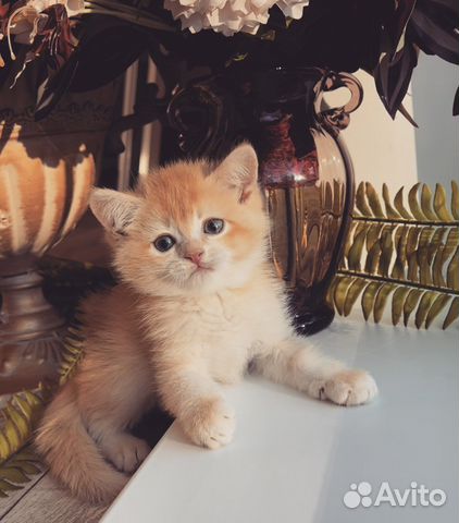 Малышарик апельсиновый dy12