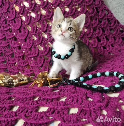 Котенок Лялька девочка