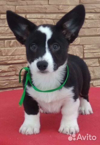 Мальчик - красавчик (ркф)