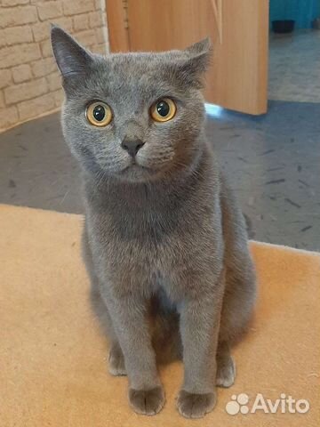 Кот Роман