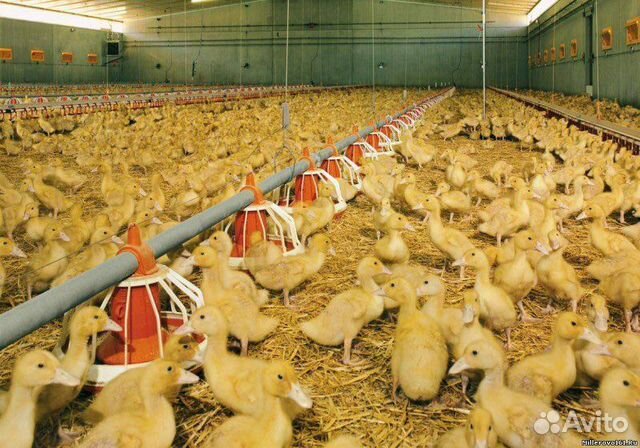 Утята старт 53