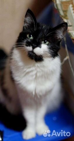 Дуся в поисках дома