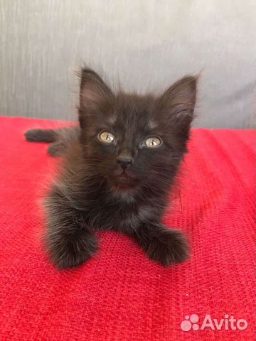 Котенок в добрые руки бесплатно