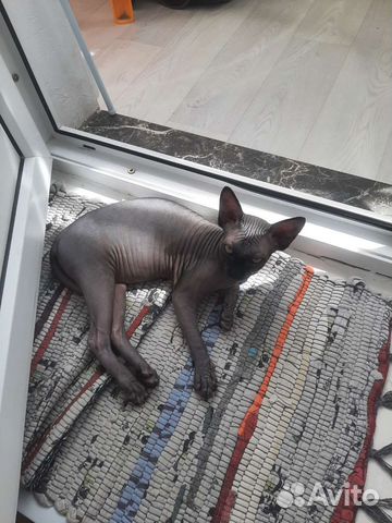 Канадский Сфинкс