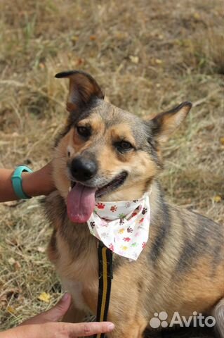 Ася много страдала. Спасите собаку