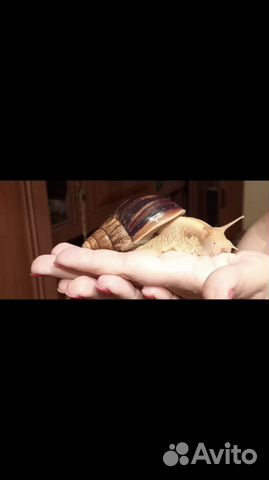 Улитки ахатины бесплатно