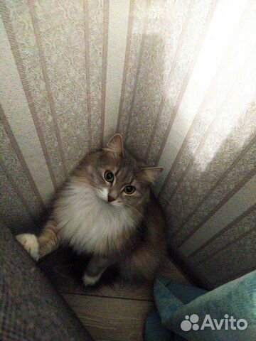 Кошка в дар