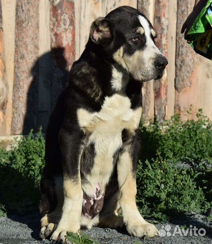 Среднеазиатская овчарка алабай щенки кобель