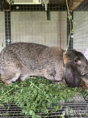 Кролик французский баран