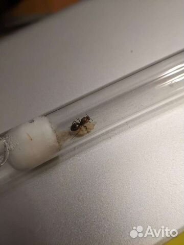 Матка муравьи serviformica rufibarbis
