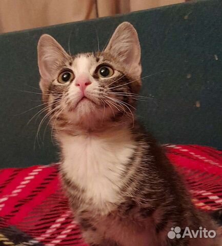 Кошечка Сабина 3 месяца