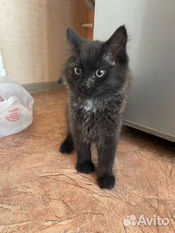 Ищу семью :3 Хочу быть любимой