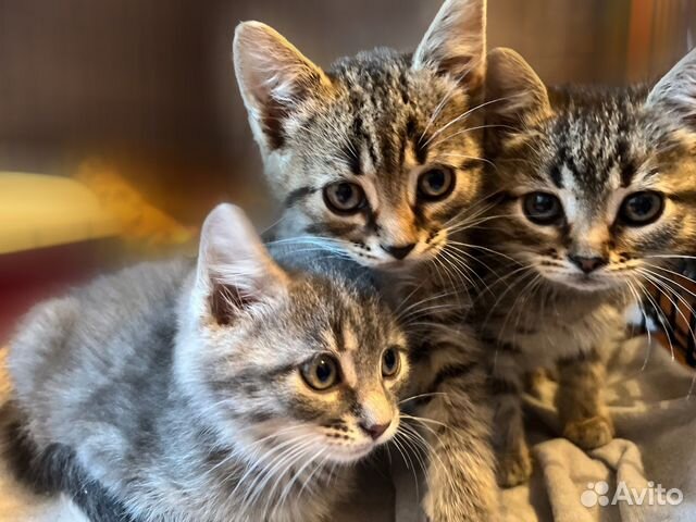 Котята полосатики 2 месяца в добрые руки