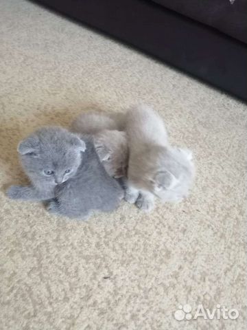 Британские котята