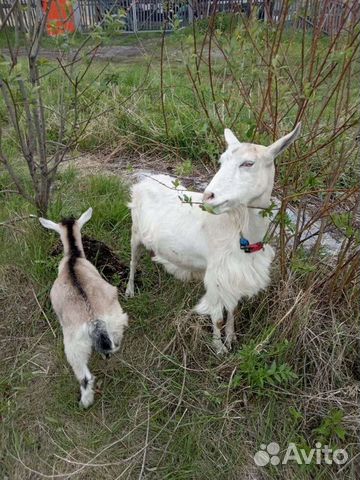 Коза дойная