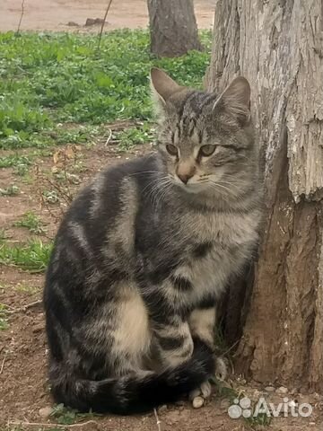 Отдам бесплатно