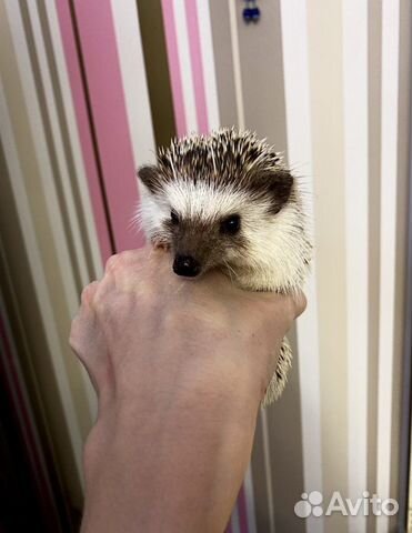 Отдам бесплатно в добрые руки карликого ежа
