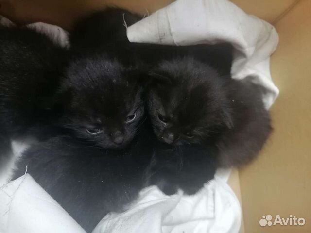 Кошки в добрые руки бесплатно