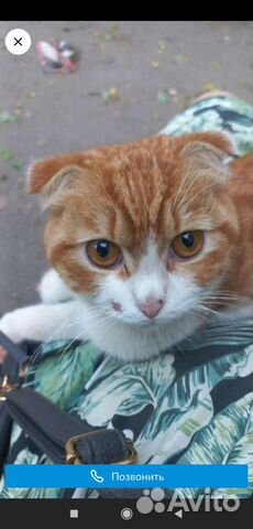 Найден кот