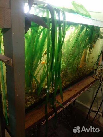 Водоросли Валиснерия гигантская 1,5-2 метра