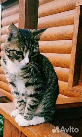 Бобтейл Мэнкс в ответственные руки (даром)