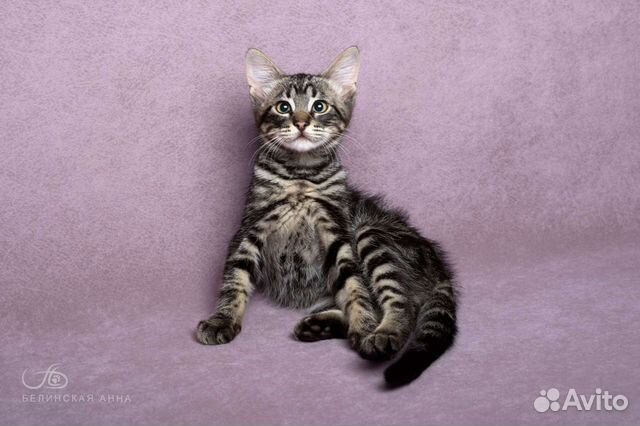 Котëнок с пристани