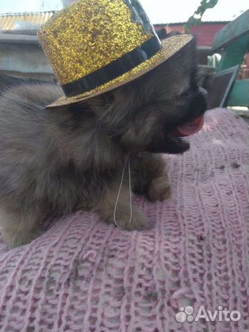 Щенки пекинеса