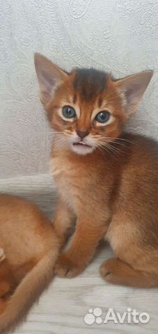 Абиссинские котята