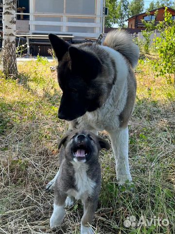 Щенки американской акиты
