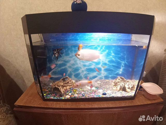 Аквариум с рыбками
