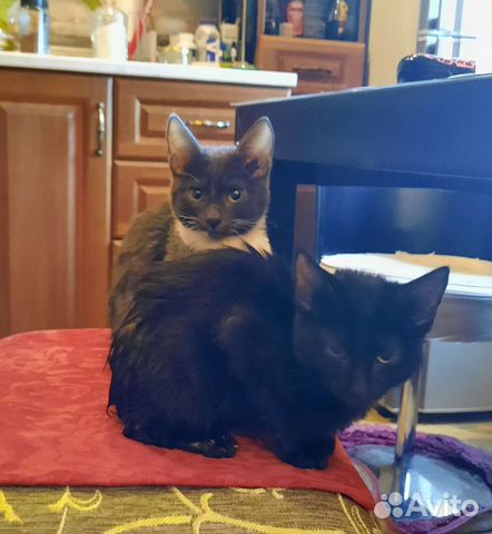 Котята девочки