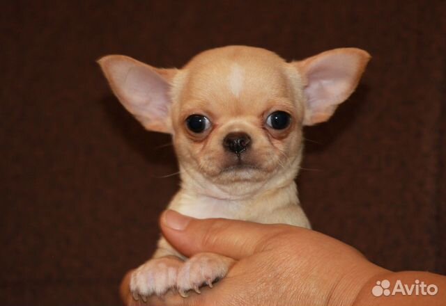 Породные щенки чихуа от чемпионов