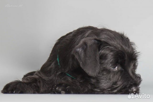 Щенки цвергшнауцера черного окраса