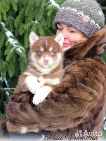 Эксклюзивный щенок Помски