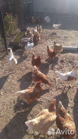 Продам несушек на бульон