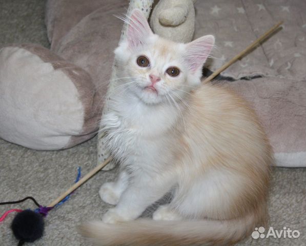 Сибирский мальчик, привитый