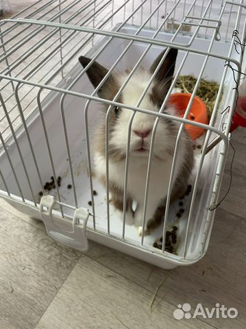 Декоративные кролики