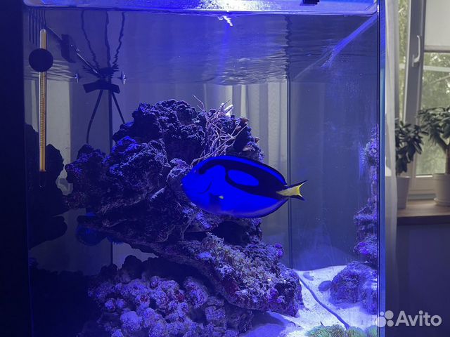Хирург голубой (королевский) Paracanthurus hepatus