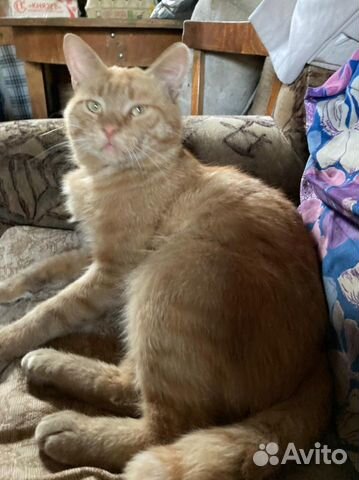 Рыжий котик ищет дом