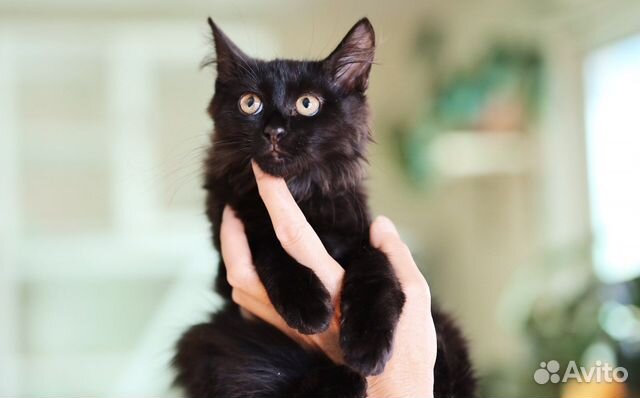 Чёрный котёнок очень ждет вас 4 мес. Кот