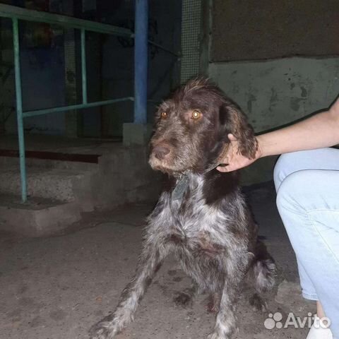 Отдам дратхаар