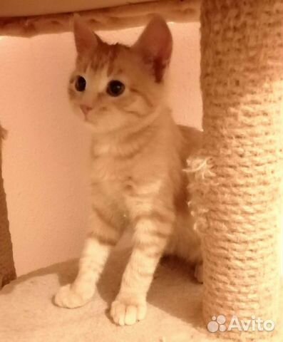 Классный рыжий котёнок в добрые руки