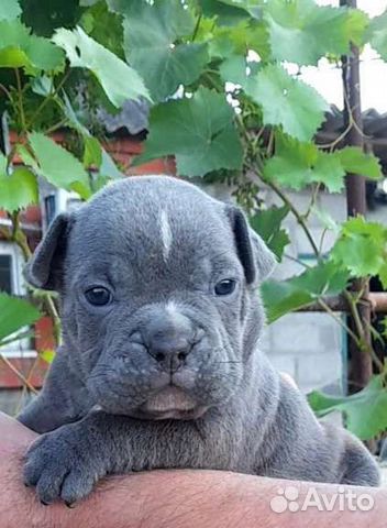 Американский булли