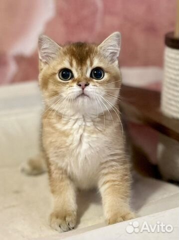 Золотой котенок Клинт Иствуд