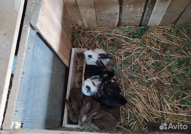 Кролики мясных пород