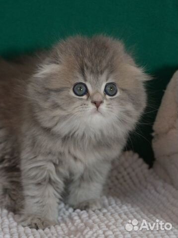 Хайленд красивейший